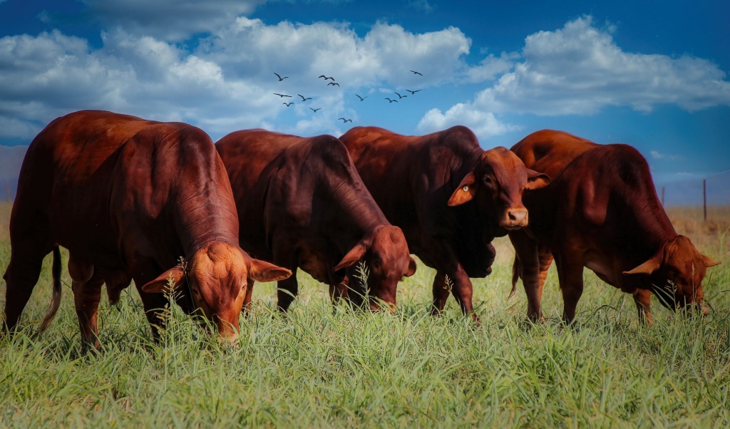 What’s Your Beef? - The Godless Traveller